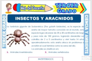 Insectos y Arácnidos para Tercer Grado de Primaria – Web del Docente