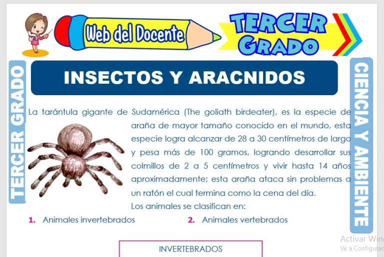 Insectos y Arácnidos para Tercer Grado de Primaria – Web del Docente